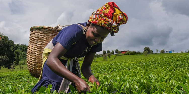 Williamson Tea Executive Director Samuel Thumbi Resigns After 44 Years ...