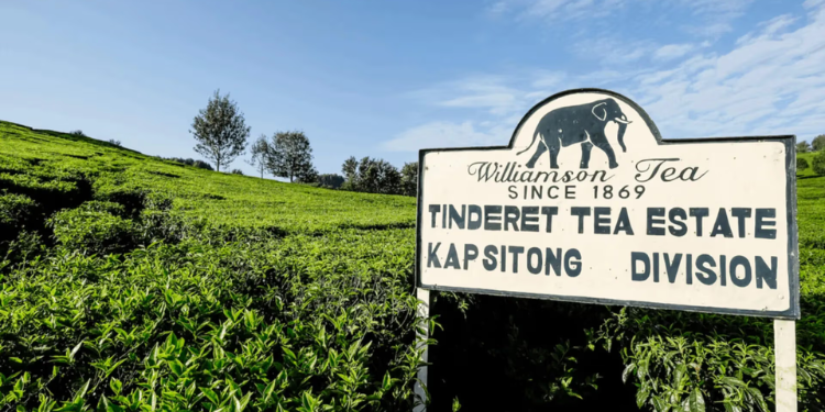 Williamson Tea Executive Director Samuel Thumbi Resigns After 44 Years ...